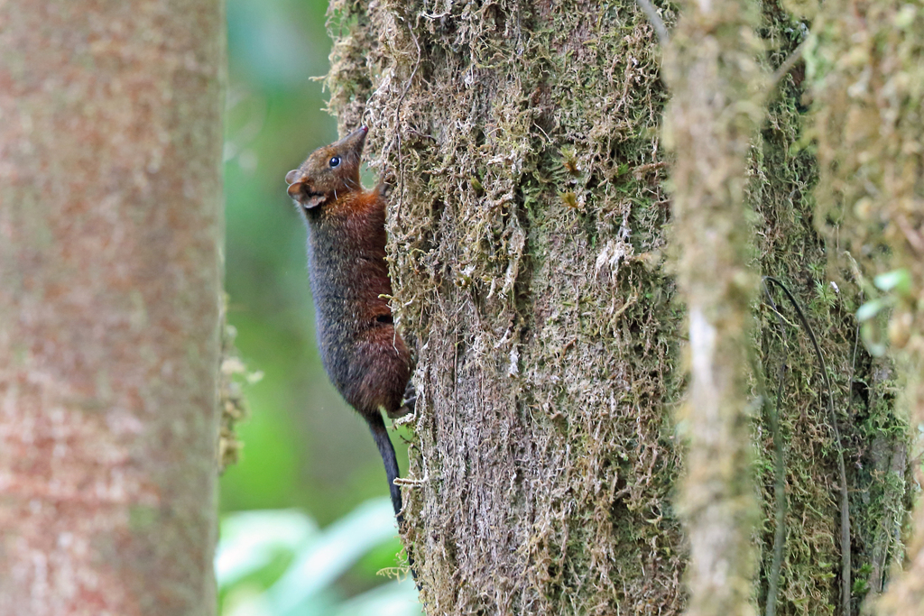 Red-bellied Marsupial Shrew from Amsui, West Papua, Indonesia on August ...