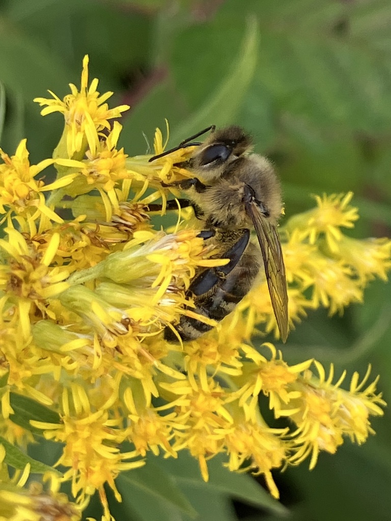 Western Honey Bee from Clarksburg, MD, USA on November 4, 2023 at 12:03 ...