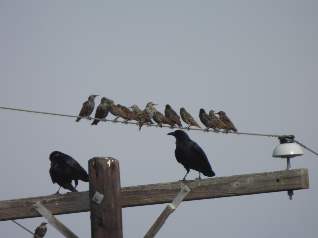 American Crow from Fort Worth, TX, USA on November 4, 2023 at 10:21 AM ...