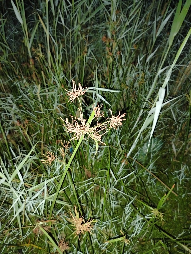Purple nutsedge from Shatt Al Arab, IQ-BA, IQ on November 3, 2023 by ...
