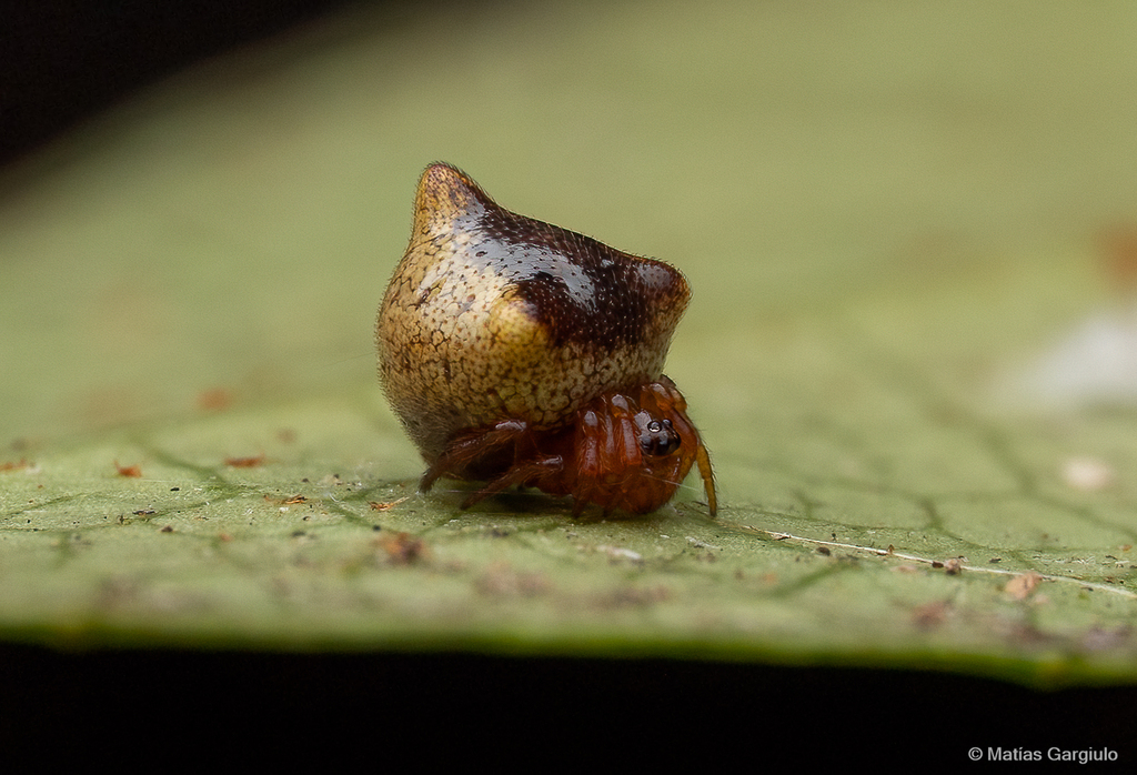 Phoroncidia scutula from Chiloé, Los Lagos, Chile on November 1, 2023 ...