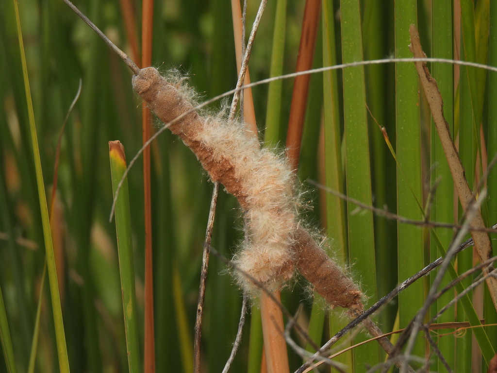 Cattails from Tarrant County, US-TX, US on November 4, 2023 at 11:11 AM ...