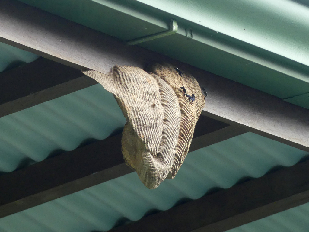 Northern Warrior Wasp from Alajuela Province, San Carlos, Costa Rica on ...