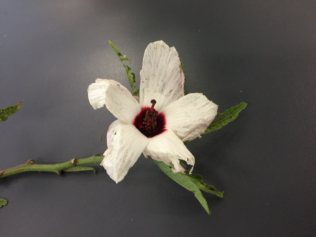 Rosella from The University of Newcastle, Callaghan, NSW, AU on ...