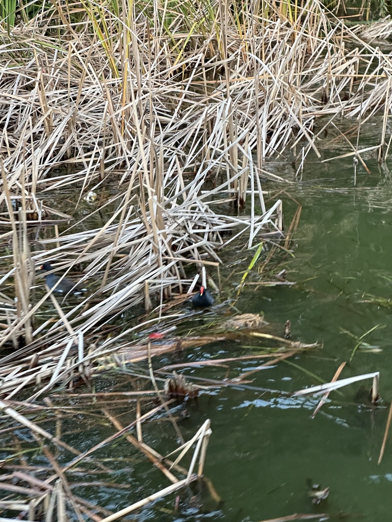 Common Gallinule from Lake Beauclair, Mount Dora, FL, US on November 4 ...