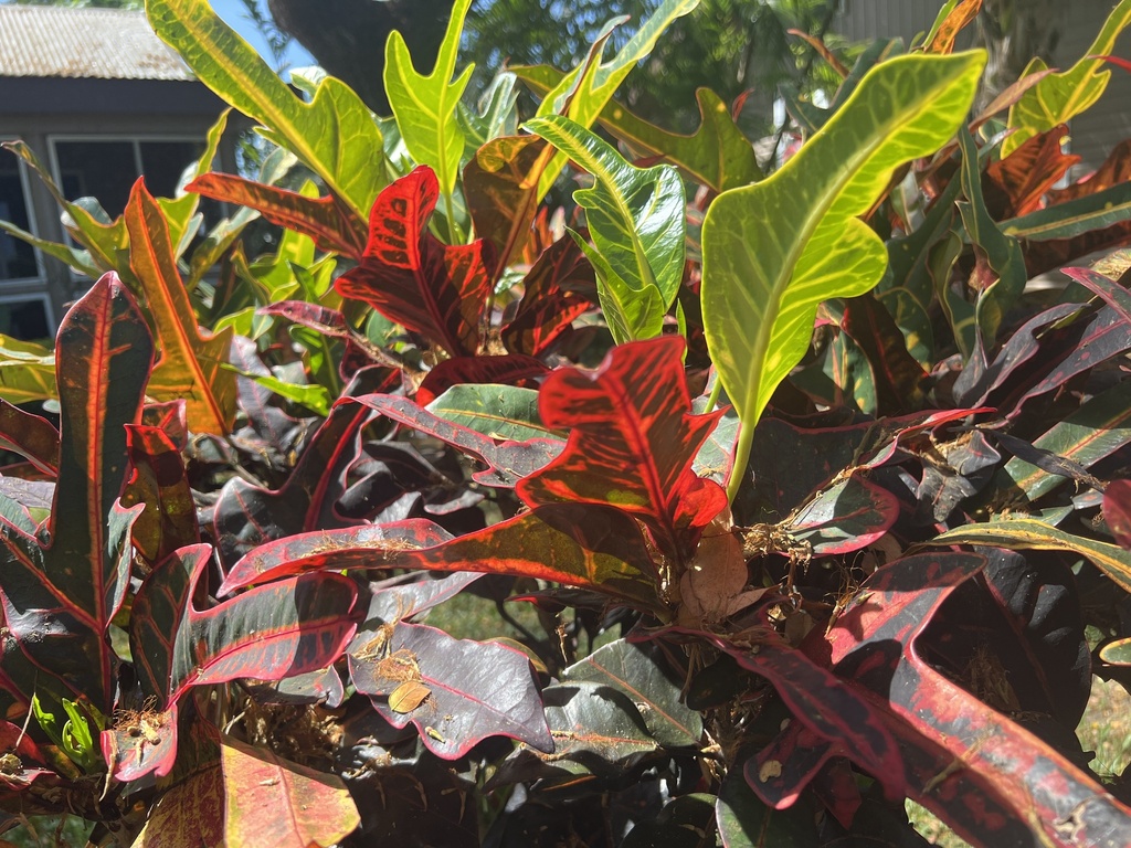 Variegated Croton from Viti Levu, Fiji, FJ on November 5, 2023 at 09:35 ...