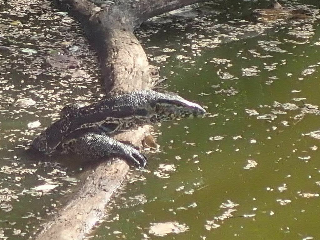 Two-striped Water Monitor from Denpasar, Denpasar City, Bali, Indonesia ...