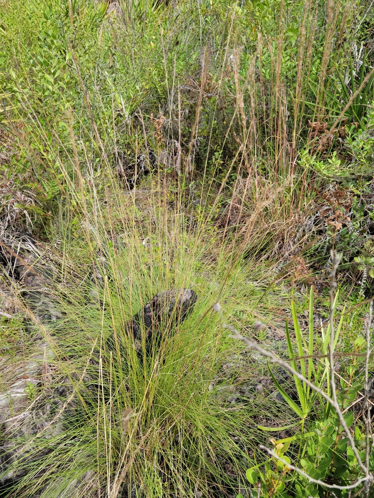 Southern Wiregrass from Corkscrew, FL, USA on November 4, 2023 at 02:42 ...