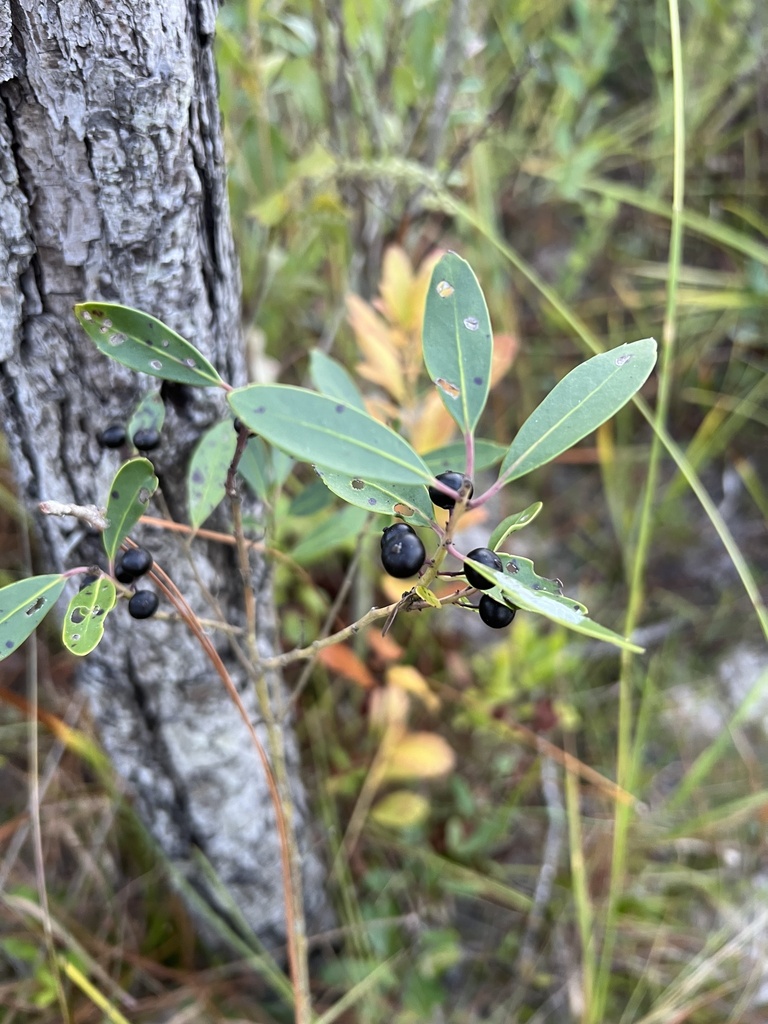 gallberry from Perdido, AL, US on November 4, 2023 at 05:41 PM by ...