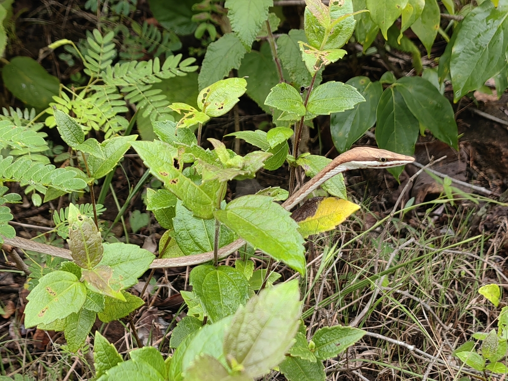 Köhler’s Vine Snake from Costa Rica on November 3, 2023 at 11:49 AM by ...