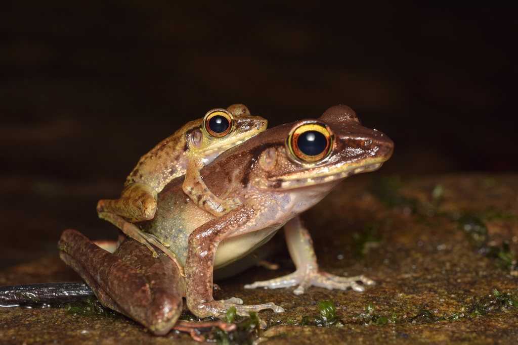 Western Torrent Frog in October 2023 by fhadlikennedi · iNaturalist