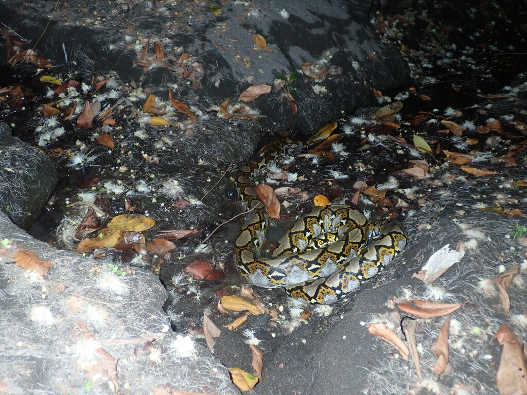 Reticulated Python from Denpasar, Denpasar City, Bali, Indonesia on ...