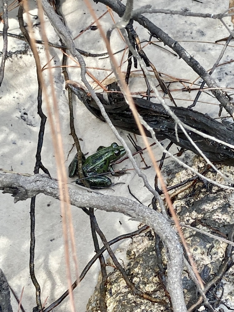 Southern Leopard Frog from Loxahatchee, Jupiter, FL, US on November 4 ...
