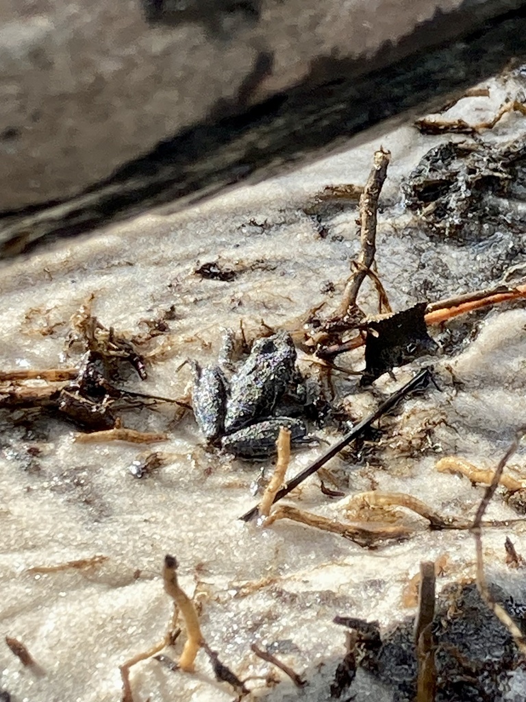 Southern Cricket Frog from Loxahatchee, Jupiter, FL, US on November 4 ...