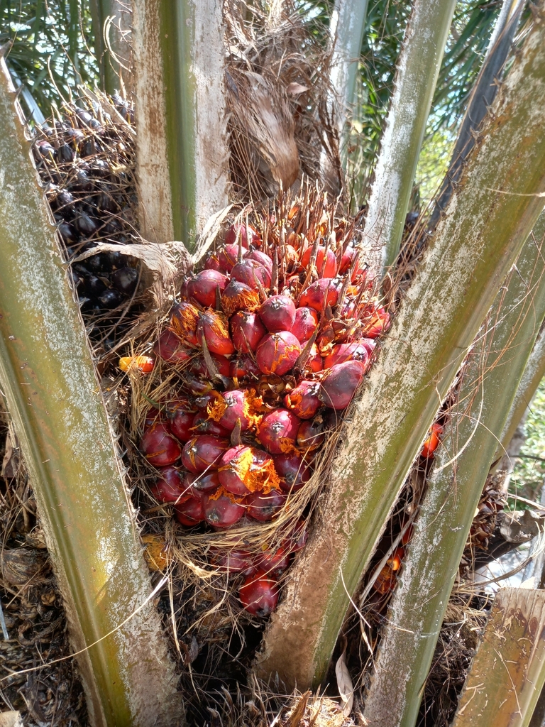 African oil palm from Outeiro, Belém - PA, Brasil on November 4, 2023 ...