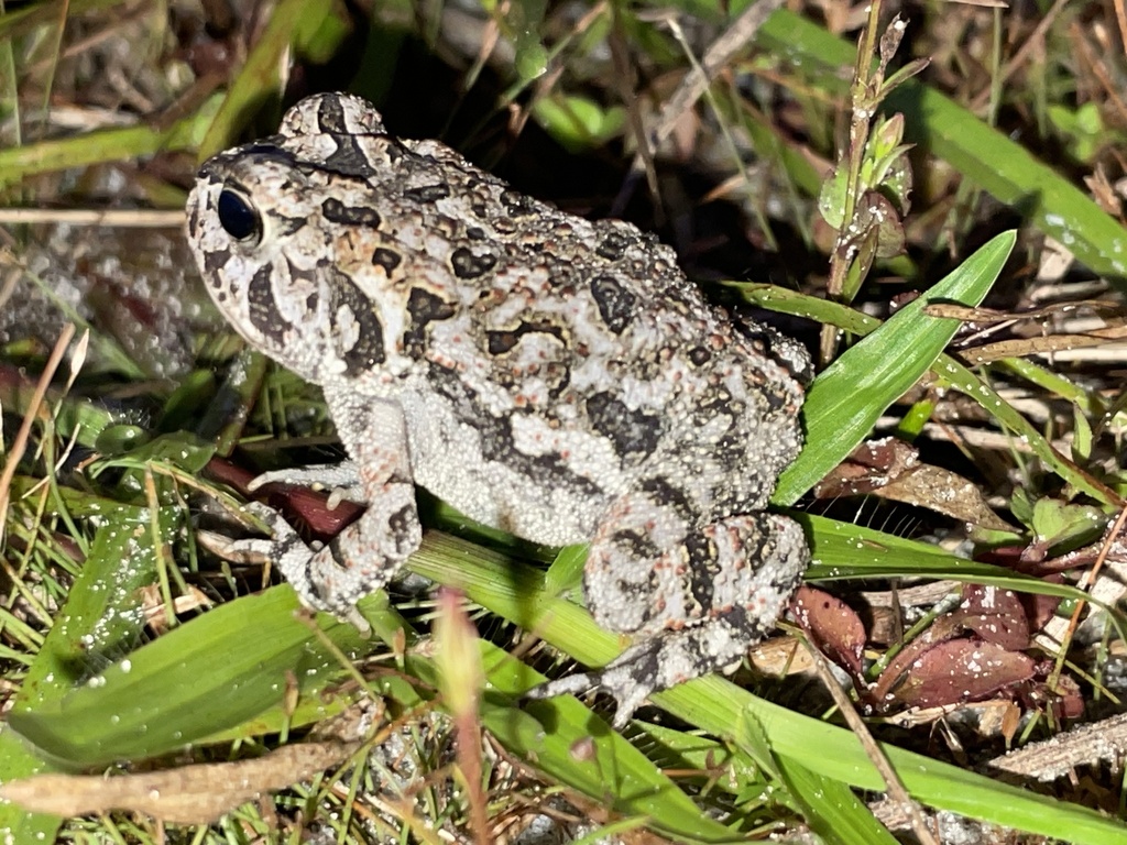 Southern Toad from Corkscrew Rd, Immokalee, FL, US on November 4, 2023 ...