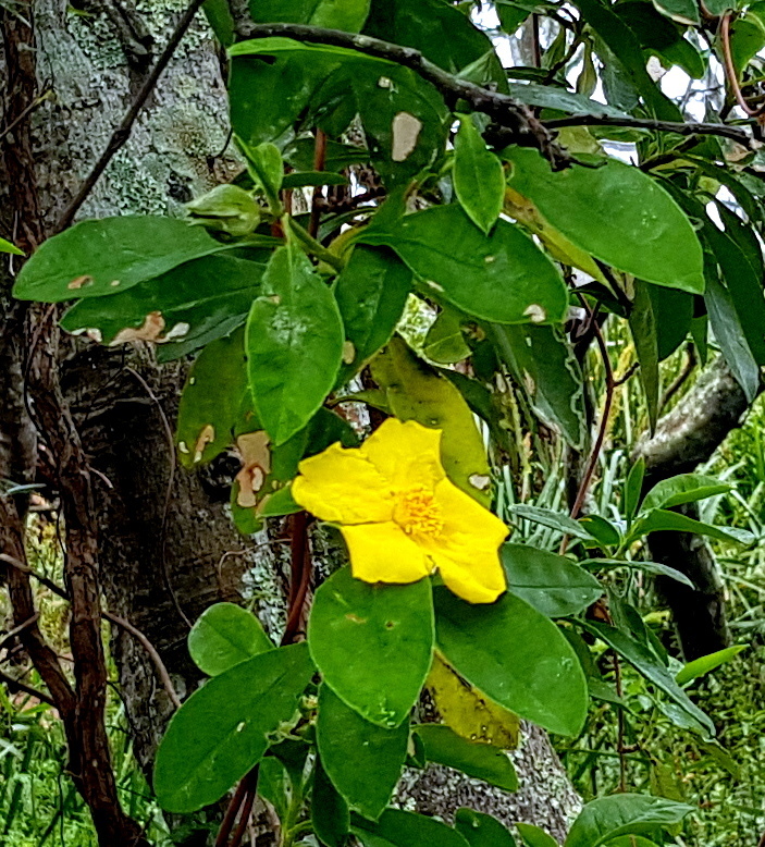 Climbing Guinea flower from Royal Nat'l Park NSW 2232, Australia on ...