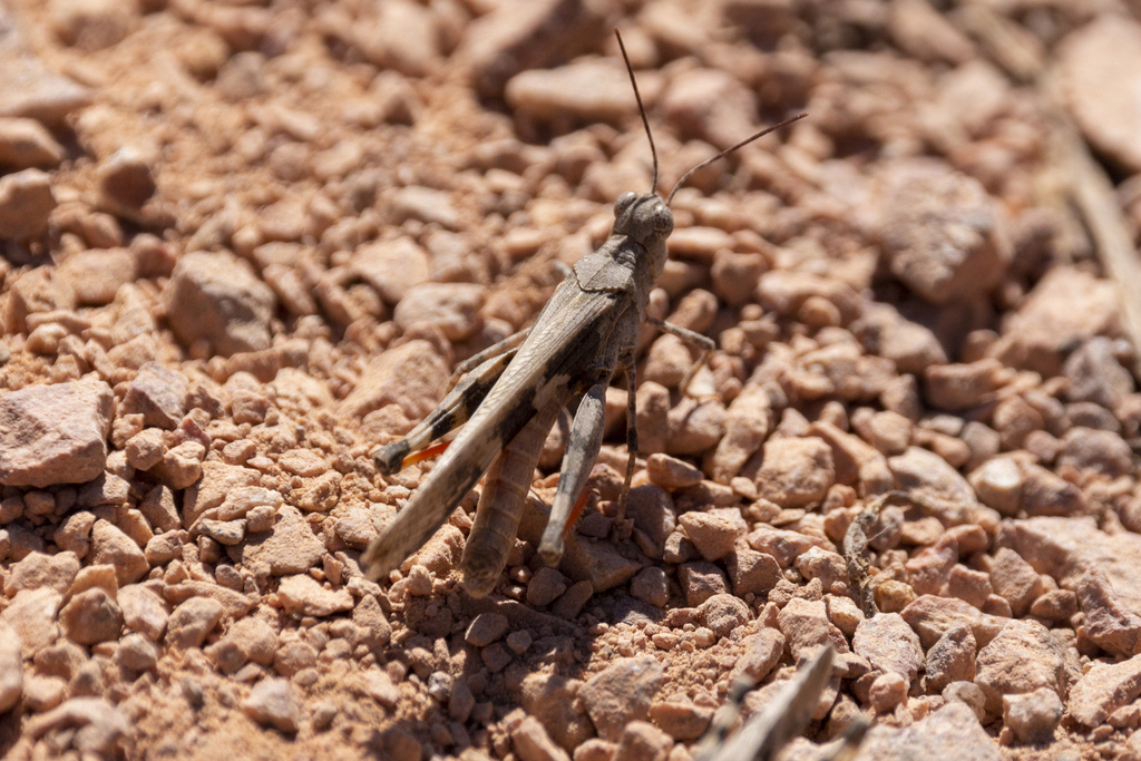 Groove-headed grasshopper from Clark County, NV, USA on October 15 ...