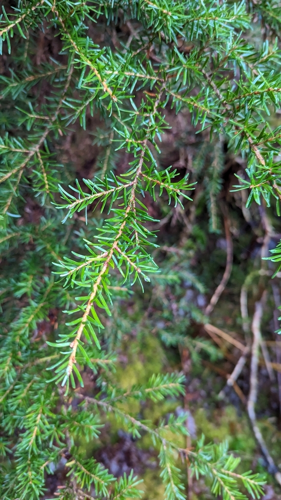 mountain hemlock from Anchorage, AK 99587, USA on November 4, 2023 at ...