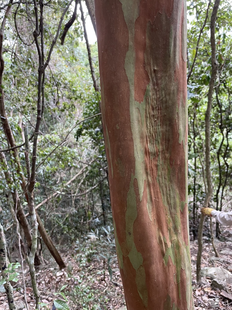 Python Tree in November 2023 by LFW-ScenicRim · iNaturalist