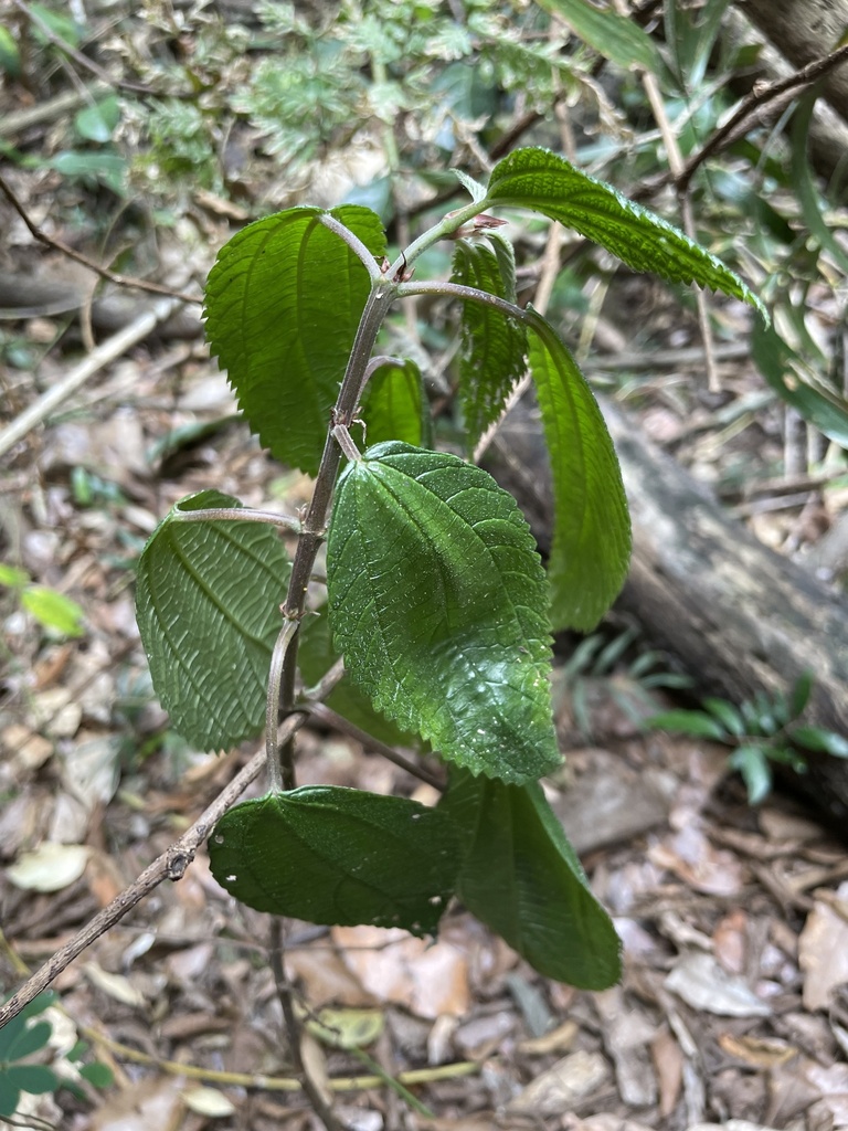 native ramie in November 2023 by LFW-ScenicRim · iNaturalist