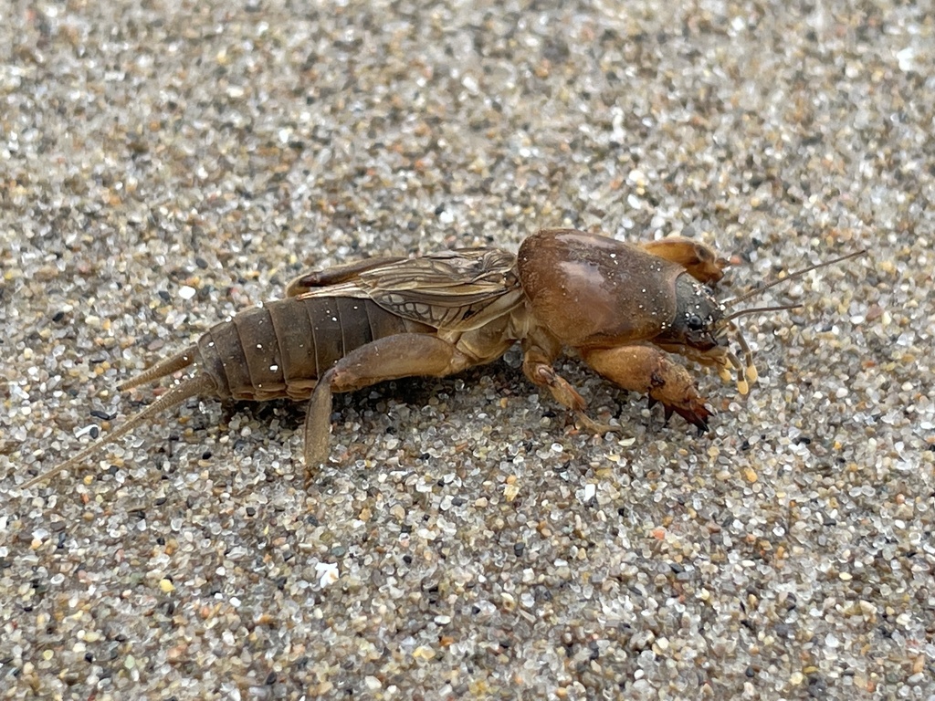 Northern Mole Cricket from Lake Erie, CA-ON, CA on November 4, 2023 at ...
