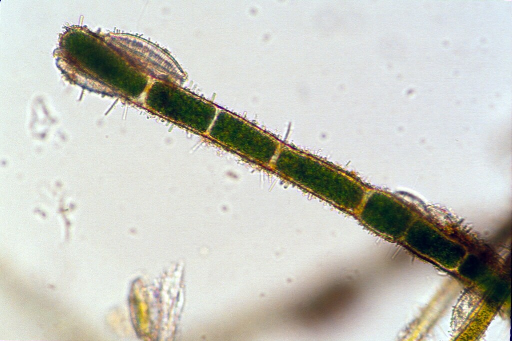 Cladophora from Lake Country, BC, Canada on September 15, 1993 by ...