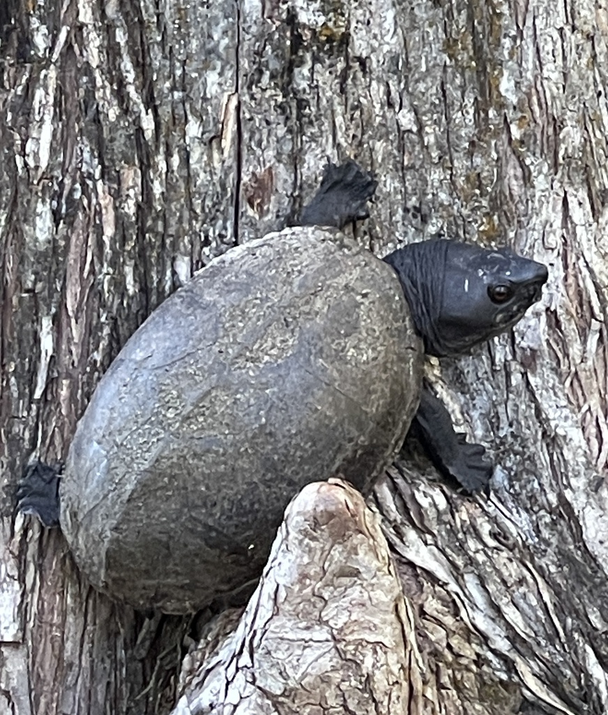 Loggerhead Musk Turtle from Horsehead Run, Monticello, FL, US on ...