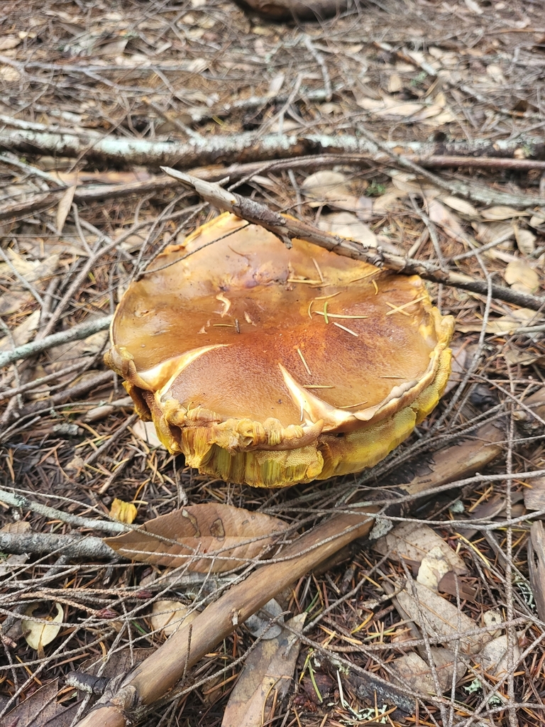 Queen Bolete in November 2023 by Nick Nuebel · iNaturalist