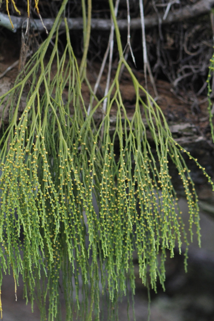 skeleton fork fern from Serua, Fiji on October 1, 2023 at 12:20 PM by J ...