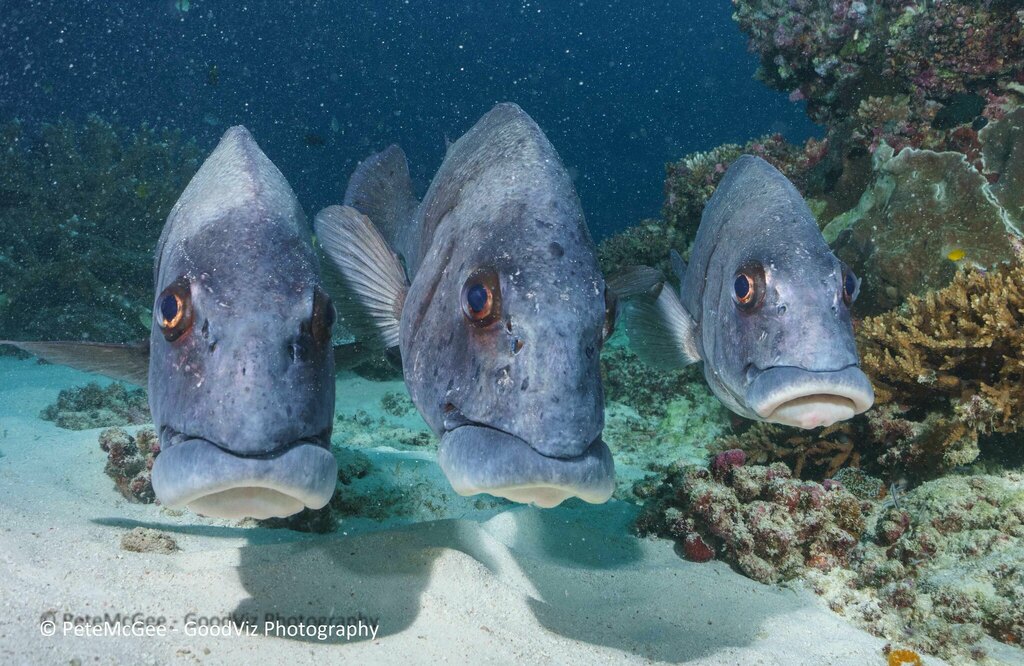 Blubberlip from Lady Elliot Island, Coral Sea QLD 4670, Australia on 05 ...