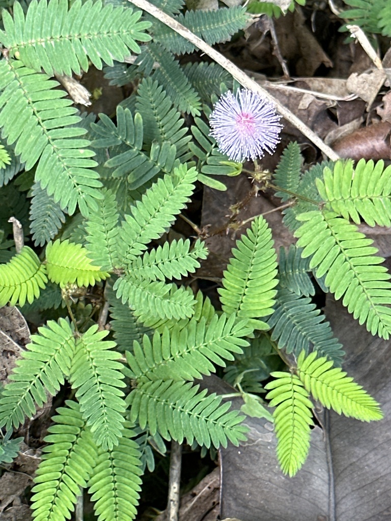 Sensitive Plant from Aitutaki, Cook Islands, CK on November 4, 2023 at ...