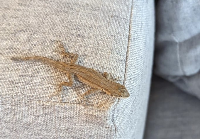 Ornate Tree Lizard from Pigeon Hill Rd, Windsor, CT, US on November 4 ...