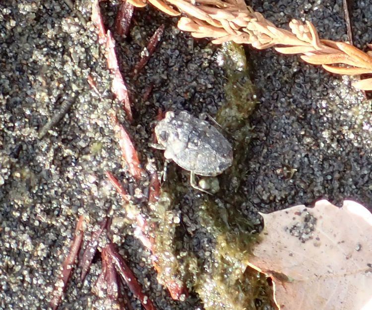 Big-eyed Toad Bug from Humboldt County, CA, USA on August 15, 2023 at ...