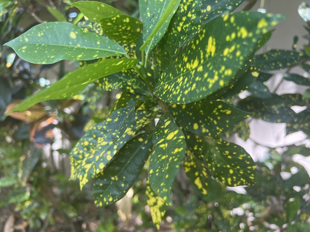 Variegated Croton from Viti Levu, Fiji, FJ on November 5, 2023 at 01:27 ...