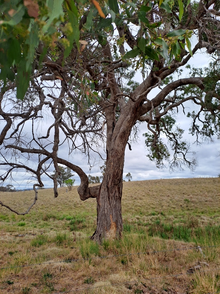 gum trees from Inverell - Pt B, AU-NS, AU on November 5, 2023 at 11:48 ...