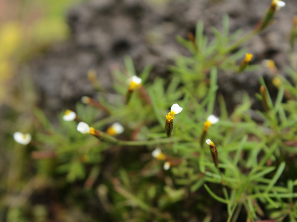 anisillo desde Cd. de México, México el 05 de octubre de 2023 a las 02: ...