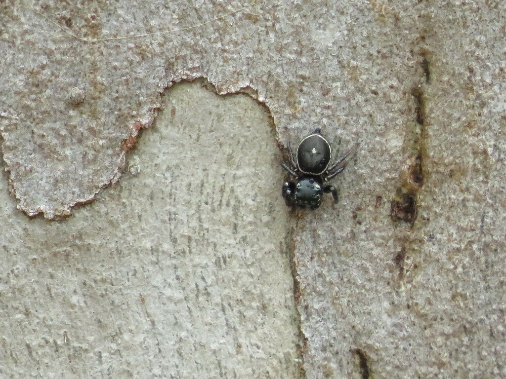 Ant-eater Jumping Spider from Brisbane QLD, Australia on November 5 ...