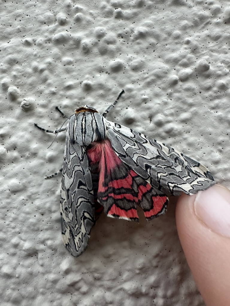 Painted Tiger Moth in November 2023 by Wolf Q · iNaturalist