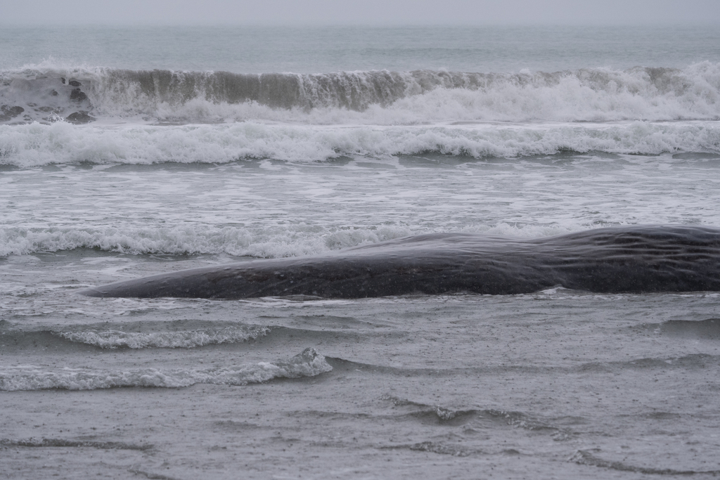 Sperm Whale in November 2023 by Ben Ackerley · iNaturalist