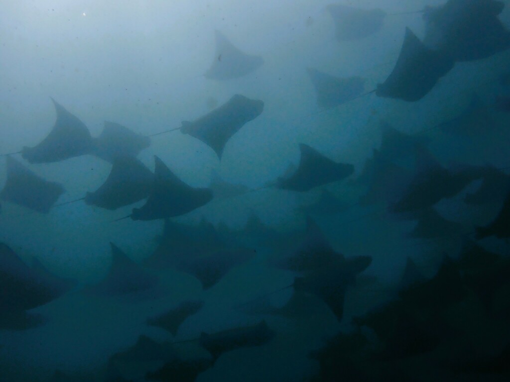 Australian Cownose Ray from Sydney NSW, Australia on July 3, 2023 at 10 ...