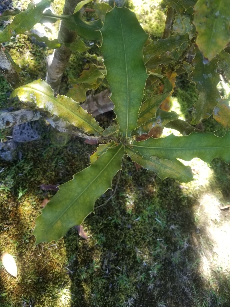 Macadamia Tree from Volcano, HI, USA on November 4, 2023 at 02:19 PM by ...