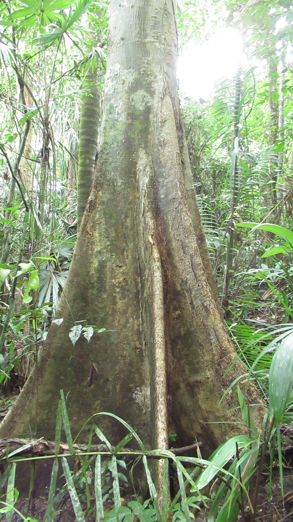 Panama tree from Soberania, PA-PN-PA, PA-PN, PA on November 4, 2023 by ...