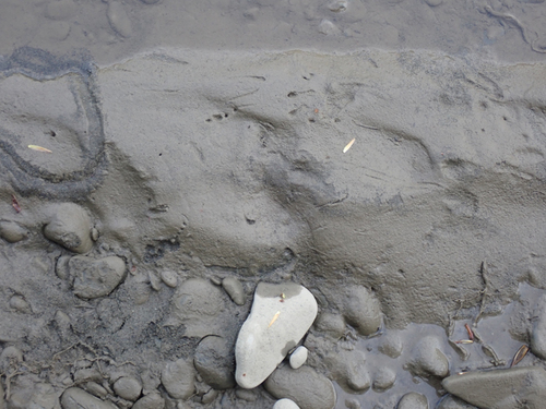 iNaturalist Tracking Database – NatureTracking