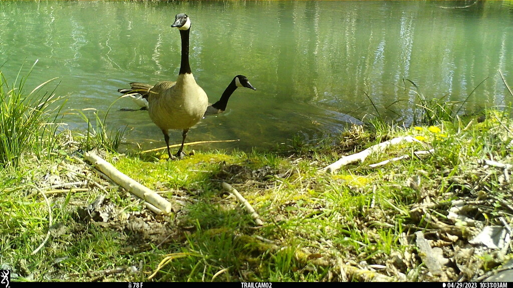 Canada Goose from Lane County, OR, USA on 29 April, 2023 at 10:31 AM by ...