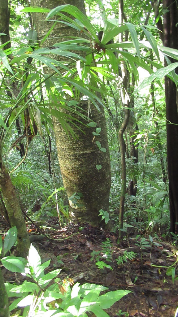 canoe tree in November 2023 by Richard Guerra. Camino de Plantacion ...