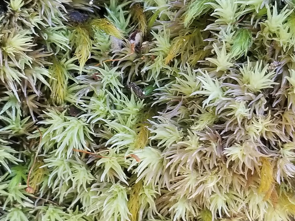 Leucobryum mosses from Pāhoa, HI 96778, USA on November 4, 2023 at 12: ...
