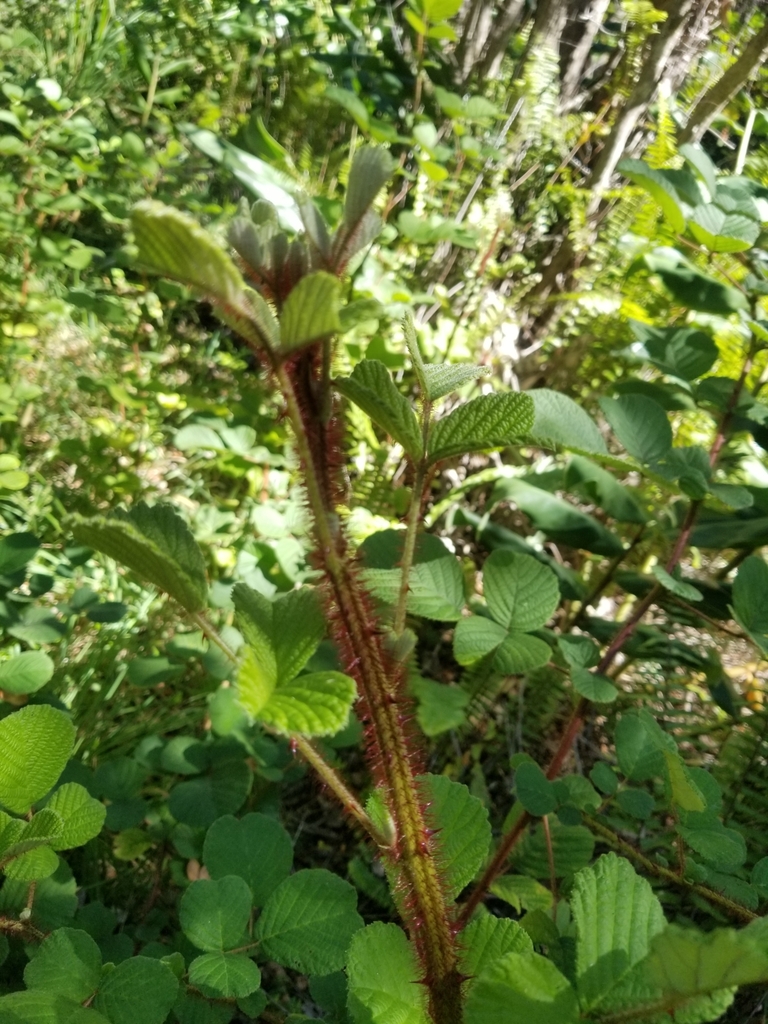 Yellow Himalayan Raspberry from Pāhoa, HI 96778, USA on November 4 ...