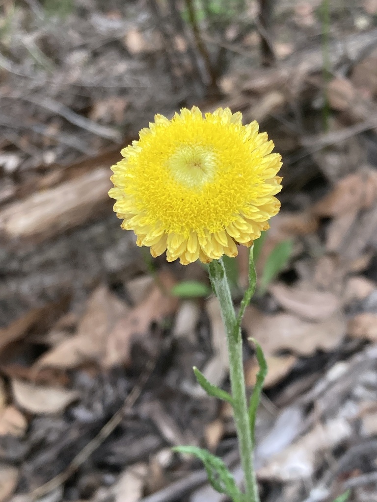 button everlasting from Great Otway National Park, Glenaire, VIC, AU on ...