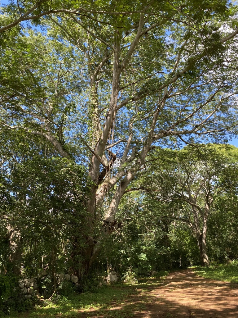 elephant ear tree from Oxkutzcab, Yuc., MX on October 20, 2023 at 01:14 ...